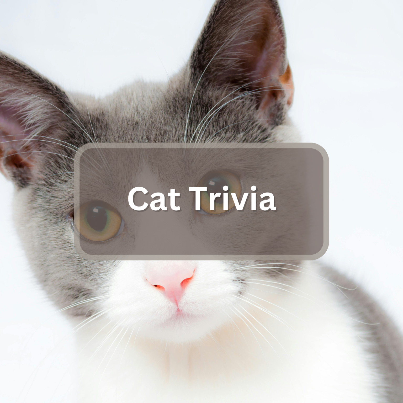 26 Breathtaking Musical Theatre Trivia Questions and Answers